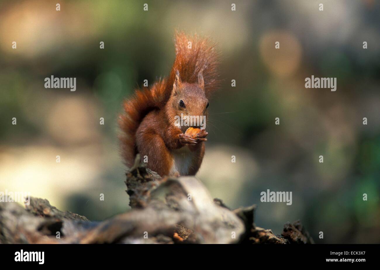 Red squirrel (Sciurus vulgaris), eating Stock Photo - Alamy