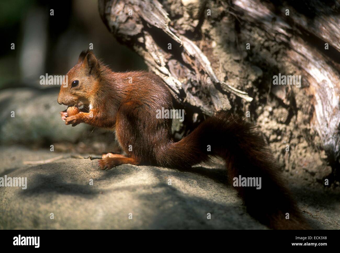 Red squirrel (Sciurus vulgaris), eating Stock Photo - Alamy