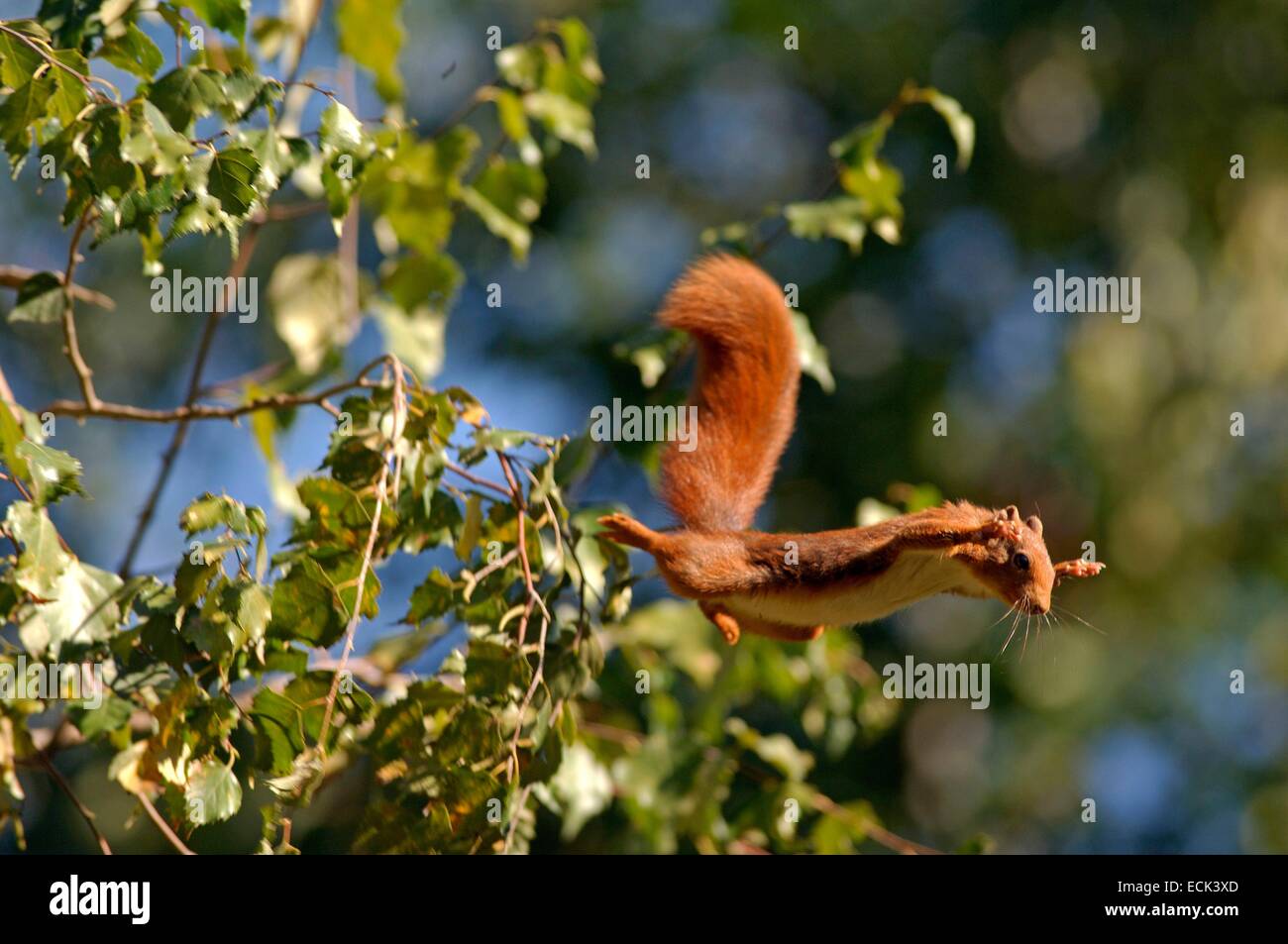 Jumping squirrel tree hi-res stock photography and images - Alamy