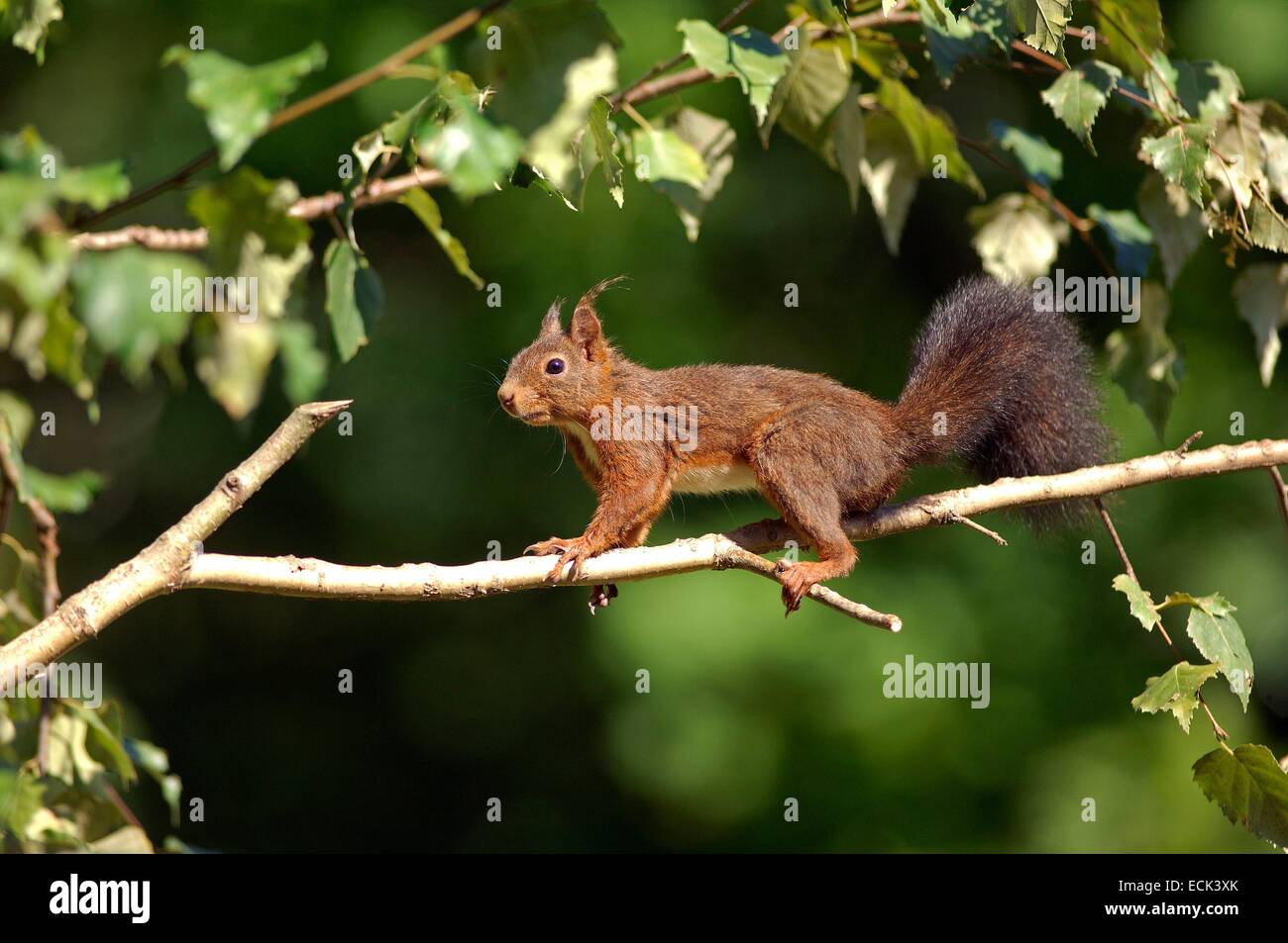 Red squirrel (Sciurus vulgaris Stock Photo - Alamy