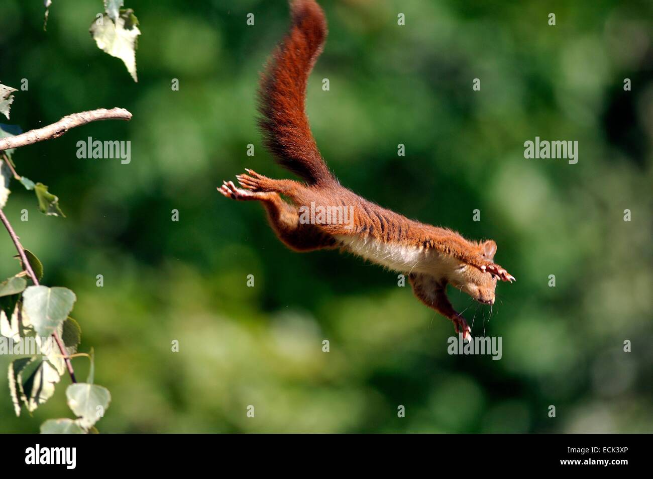 Jumping squirrel tree hi-res stock photography and images - Alamy