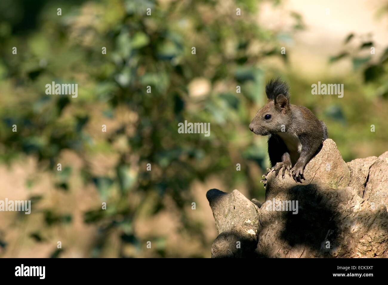 Squirrel x sciurus x hi-res stock photography and images - Alamy
