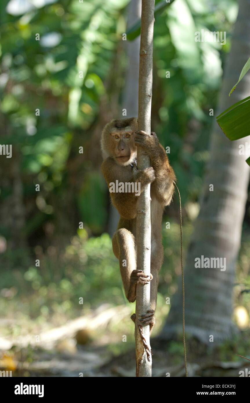 Pig tailed macaque coconut hi-res stock photography and images - Alamy
