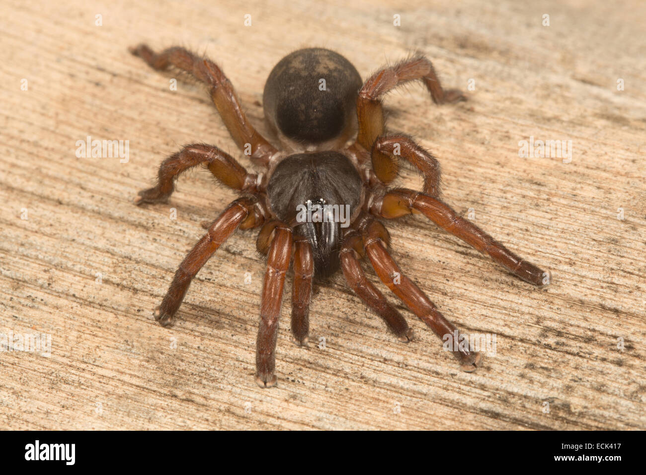 Brush footed spider Tigidia sp. Family: Barychelidae, Nandi hills ...