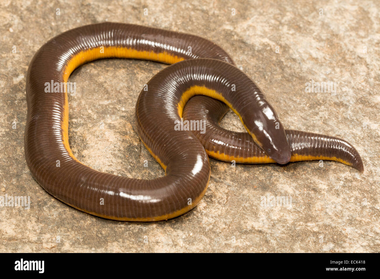 Ichthyophis sp hi-res stock photography and images - Alamy