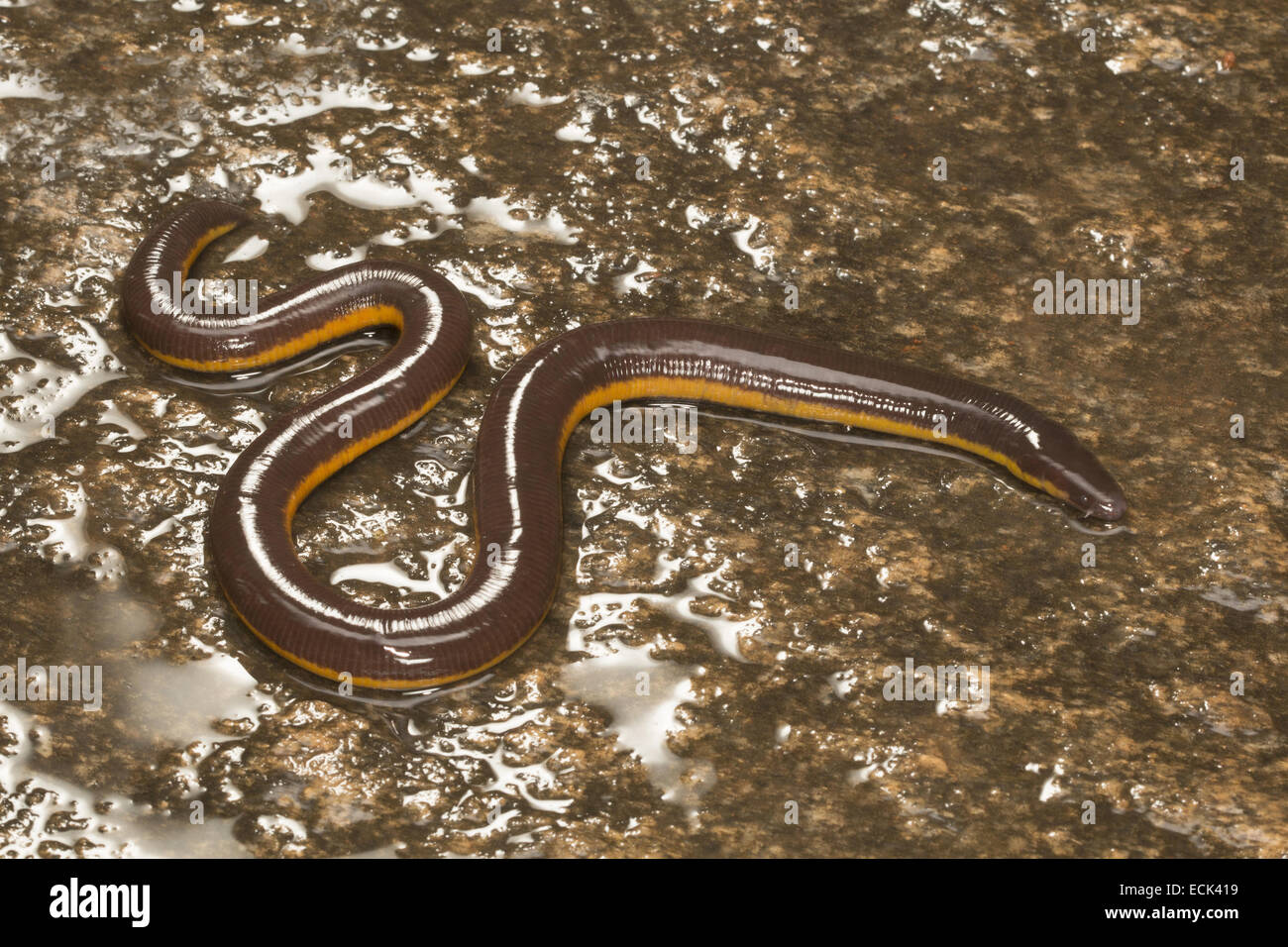 Caecilian or caecilians hi-res stock photography and images - Alamy