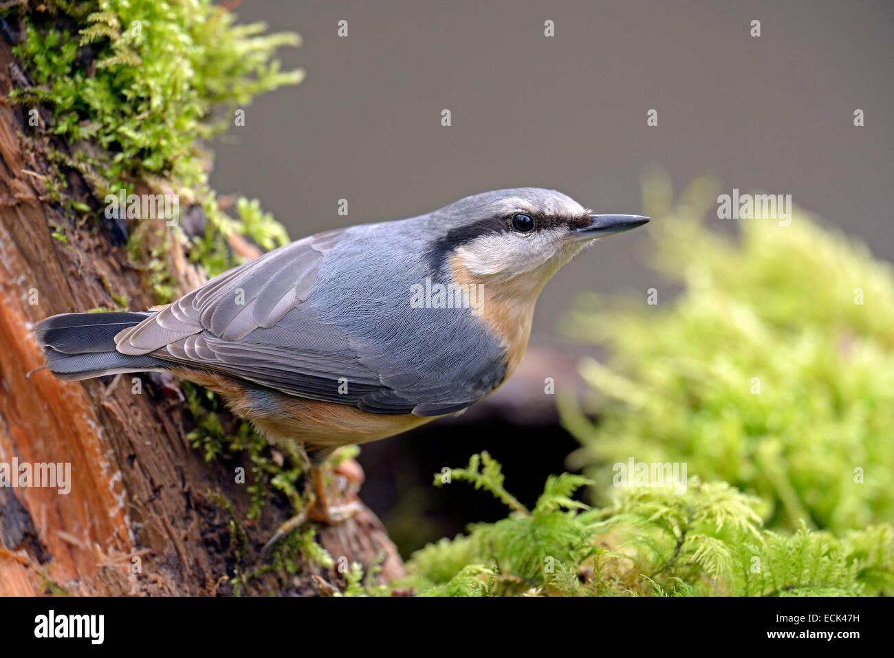 France, Doubs, Nuthatch (Sitta europaea) attached to a covered root ...