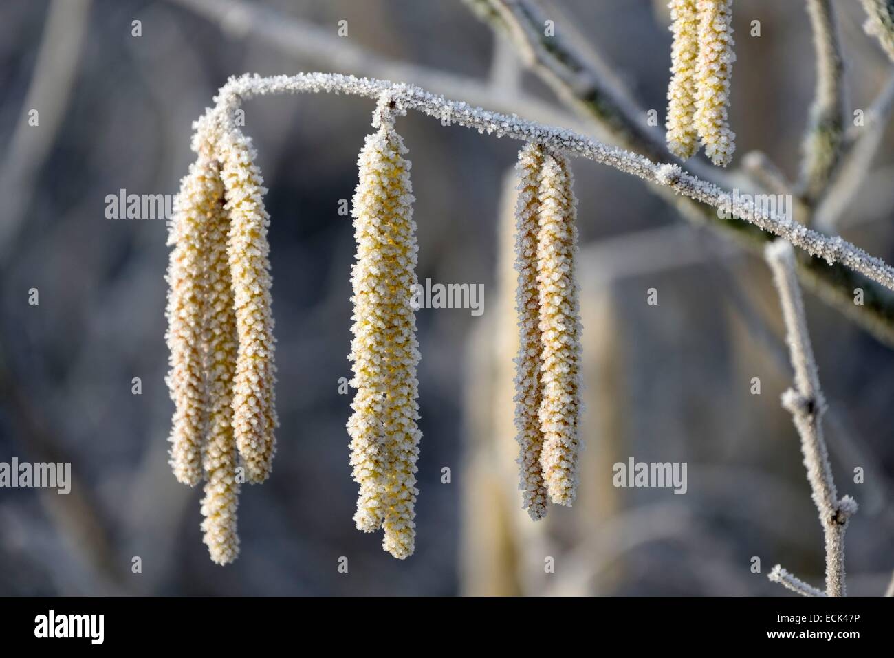 Male hazel flowers hi-res stock photography and images - Alamy