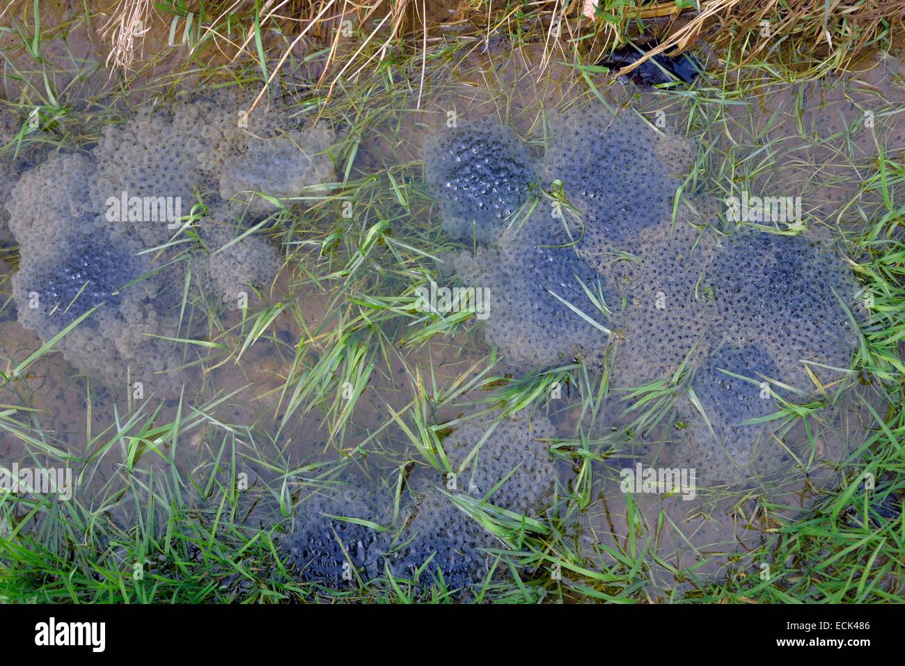 France, Doubs, Glay, common frog (Rana temporaria), amphibian spawning ...