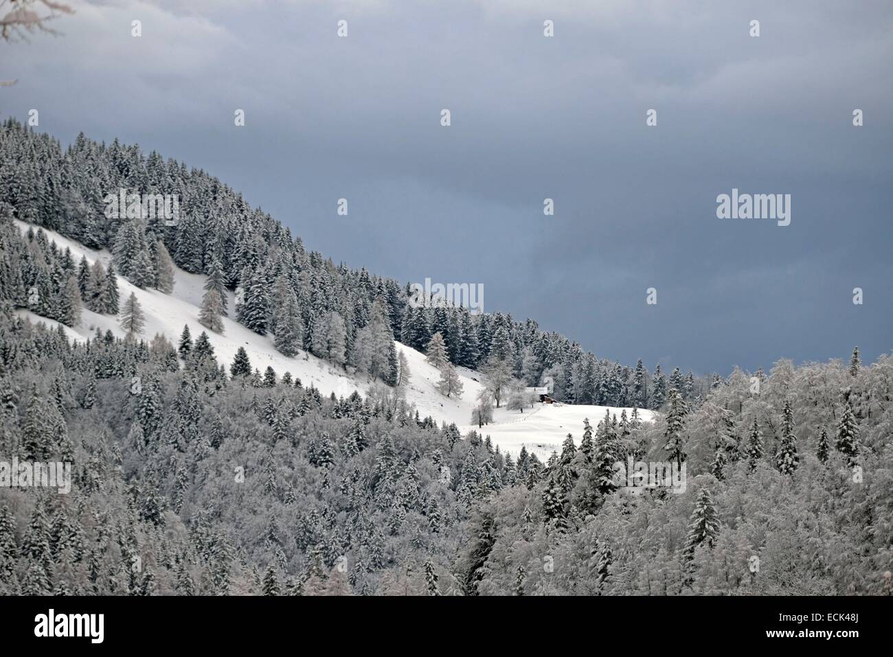 Switzerland, canton of Vaud, snowy landscape and pine forest in the ...