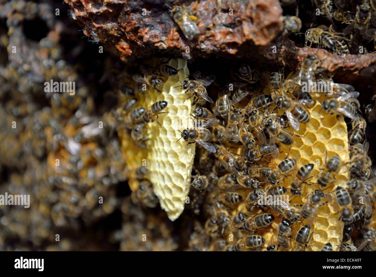 Timber bee hive hi-res stock photography and images - Alamy