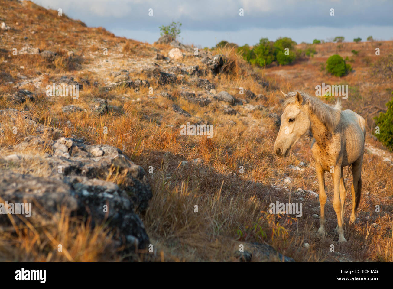 Sumba Horse High Resolution Stock Photography and Images - Alamy
