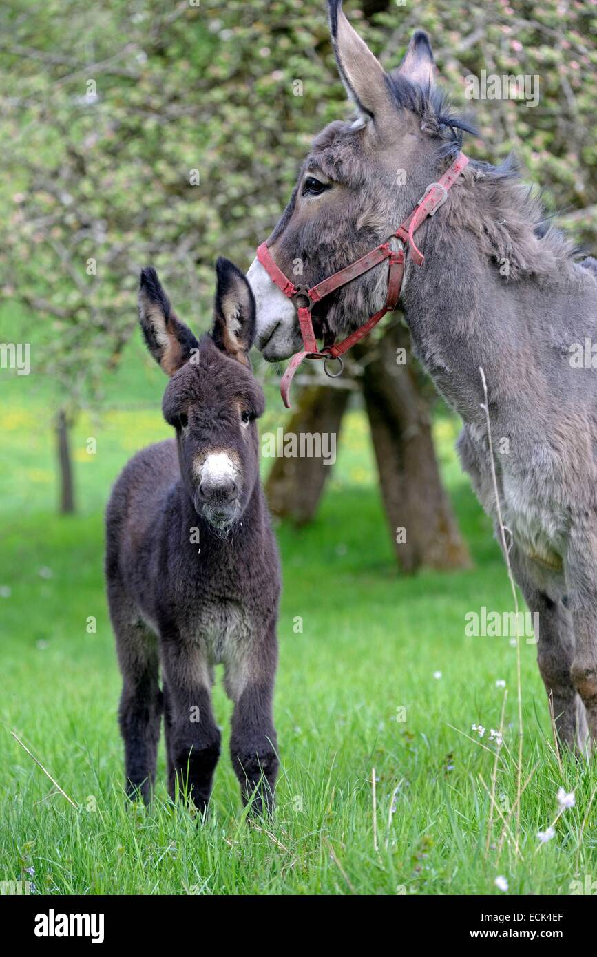 Donkey and colt hi-res stock photography and images - Alamy