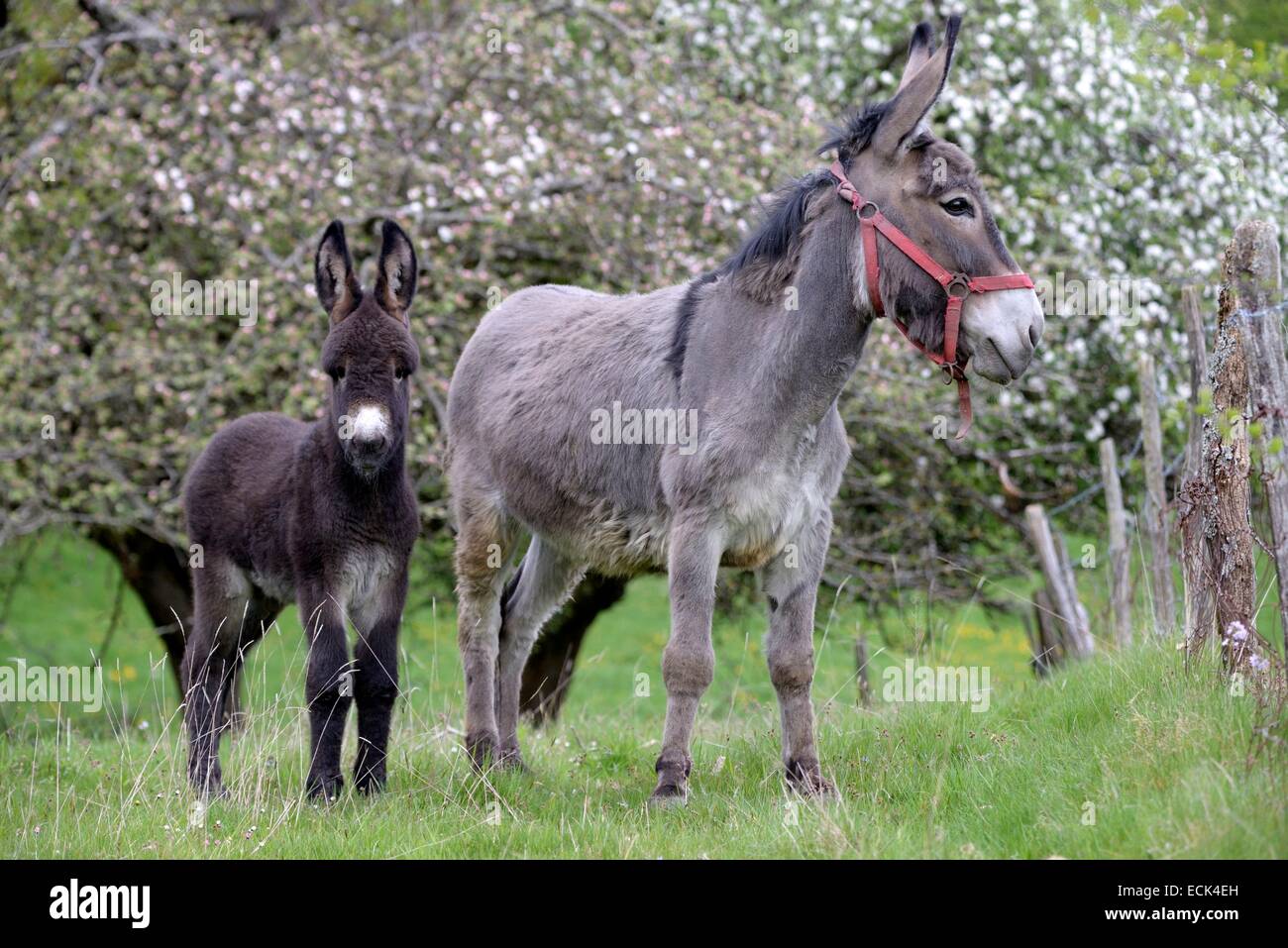 Donkey colt hi-res stock photography and images - Alamy
