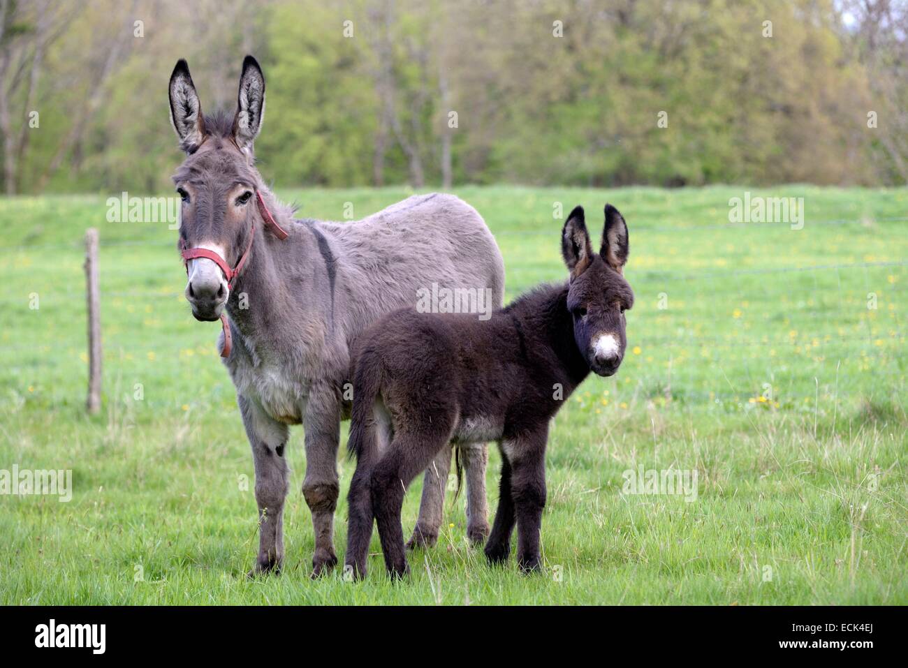 Donkey Mother And Colt High Resolution Stock Photography and Images - Alamy
