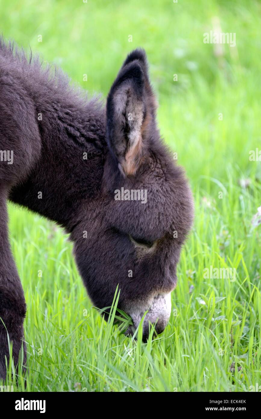 Donkey colt hi-res stock photography and images - Alamy