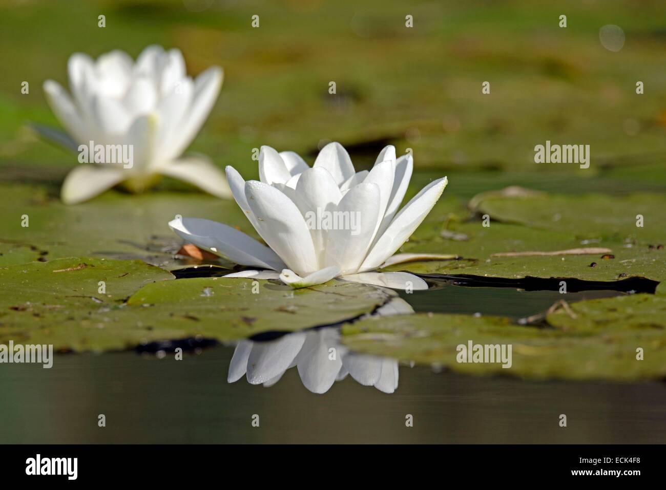 Flora of romania hi-res stock photography and images - Alamy