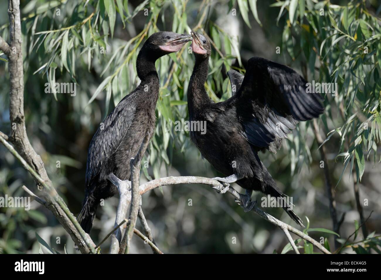 Romania, Danube Delta listed as World Heritage by UNESCO, Pygmy ...