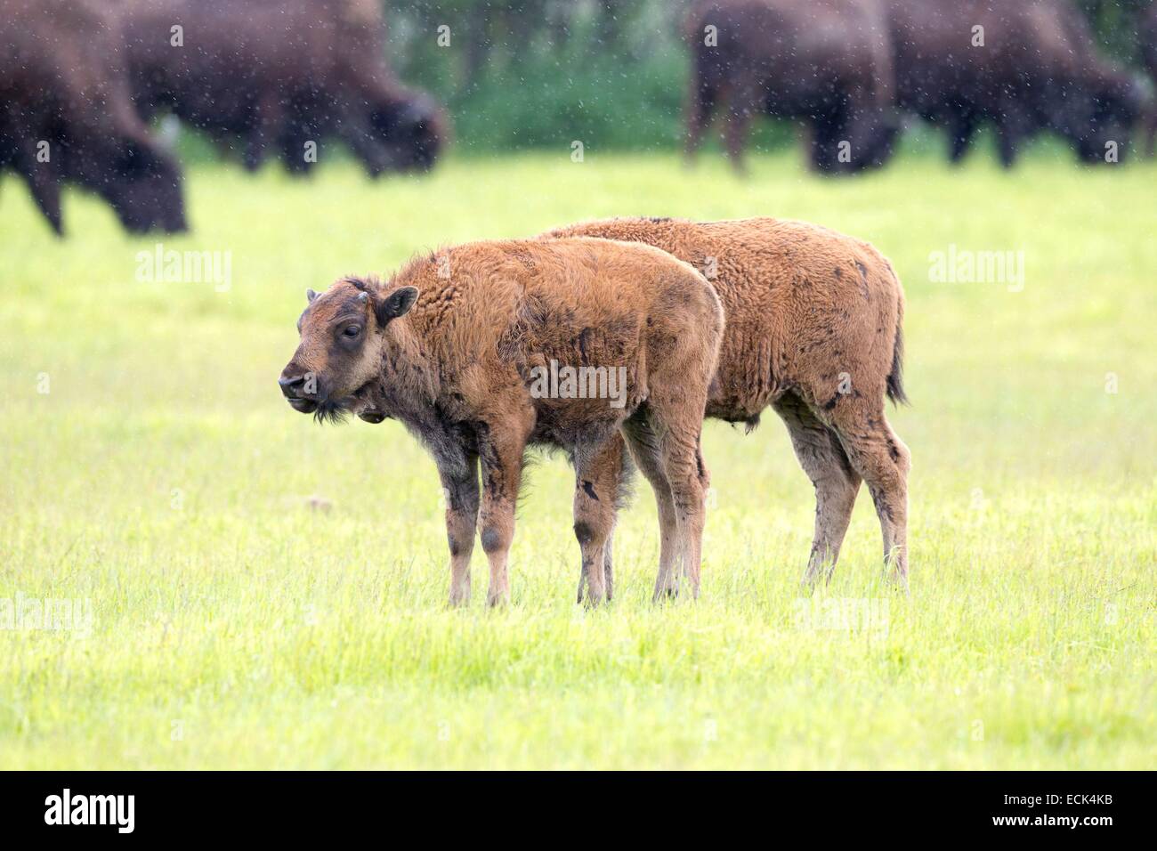 United States, Alaska, Anchorage, Alaska Wildlife Conservation Center ...