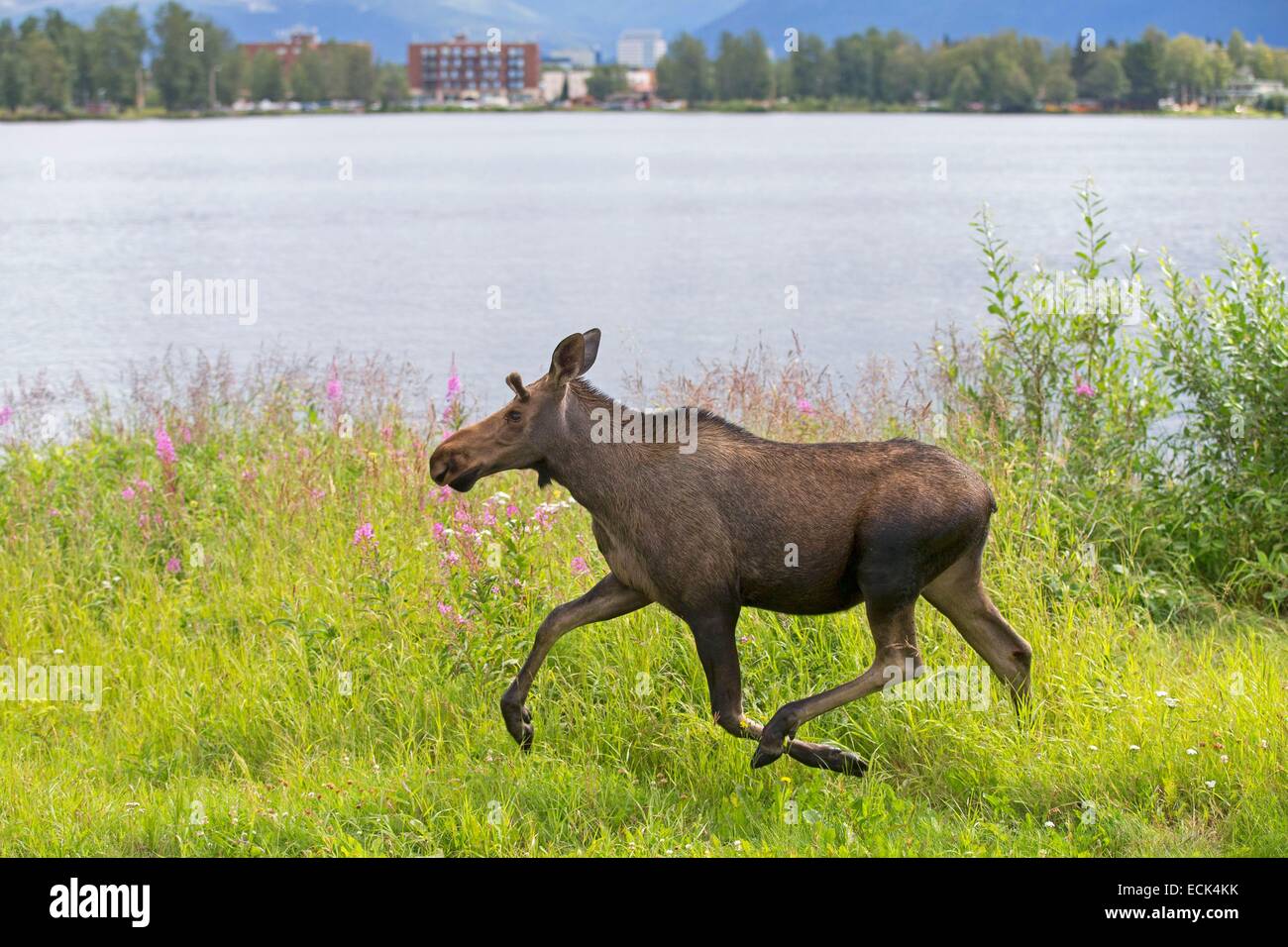 United States, Alaska, Anchorage, lake Hood, seaplane base, Moose ...