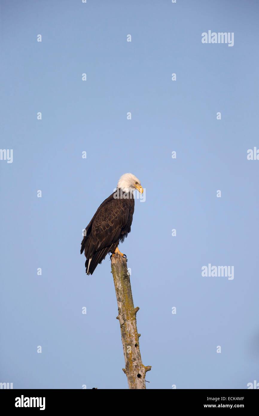 United States, Alaska, Kenai Peninsula, Kenai Fjords National Park ...