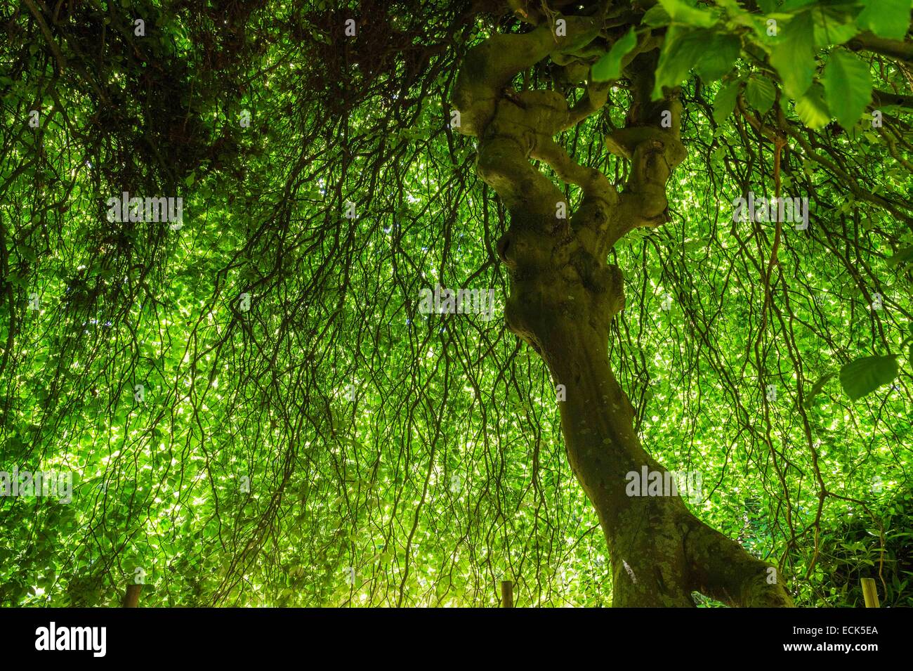 Dwarf beech tree hi-res stock photography and images - Alamy