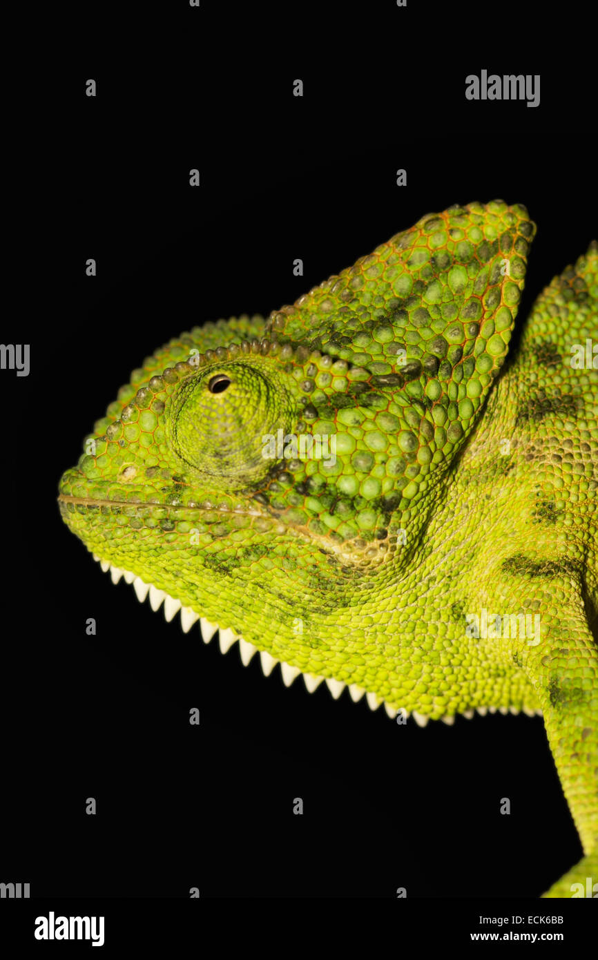 The Indian Chameleon Chamaeleo zeylanicus is the only chameleon species ...