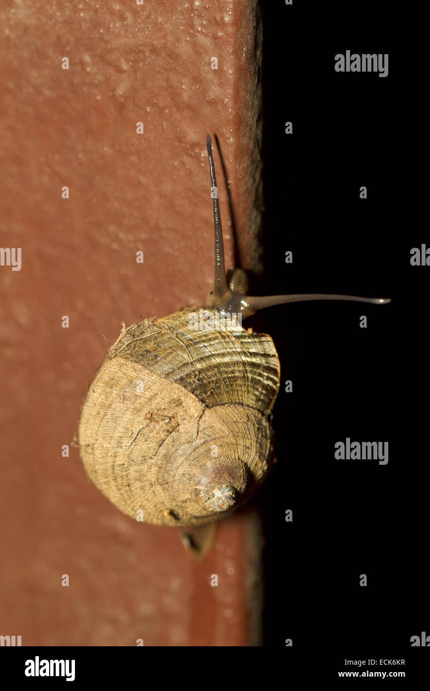 Forest species of land snails are seldom studied. This one is from ...