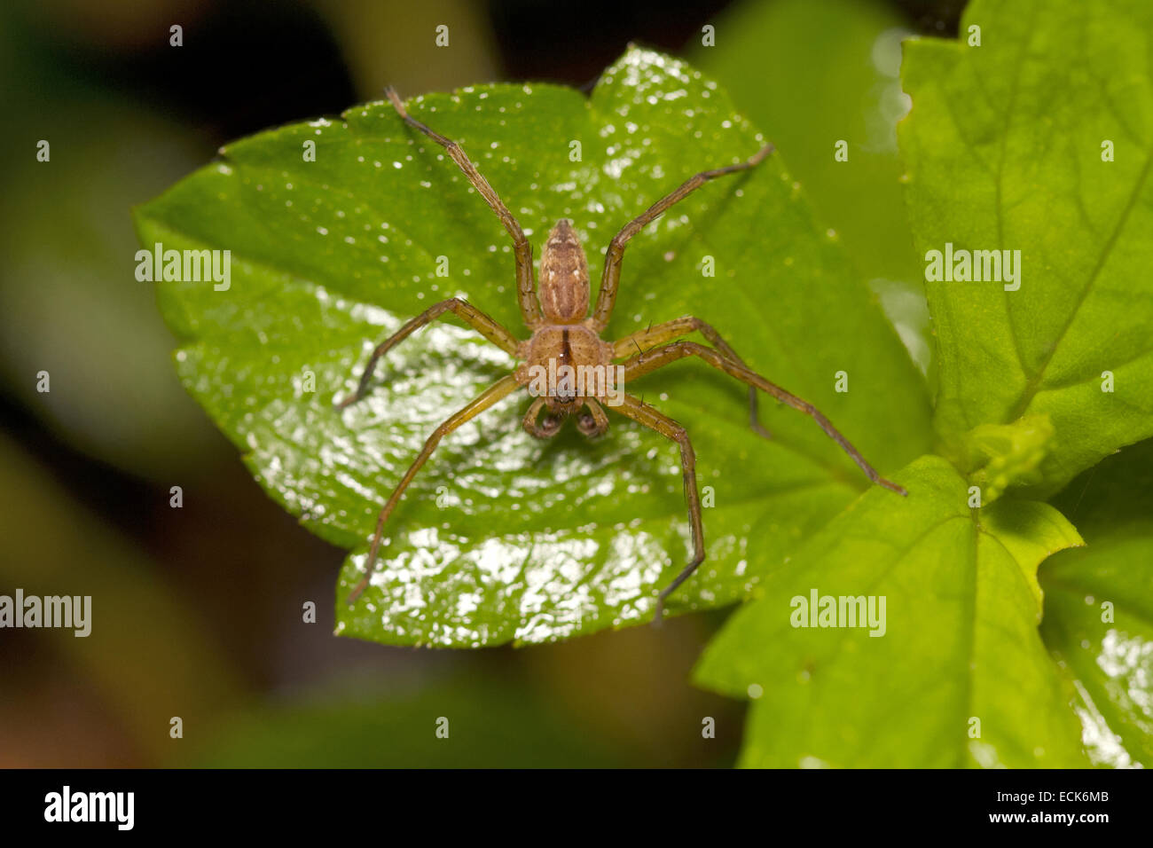 Tree spider species from the Northern Western Ghats of India Stock ...