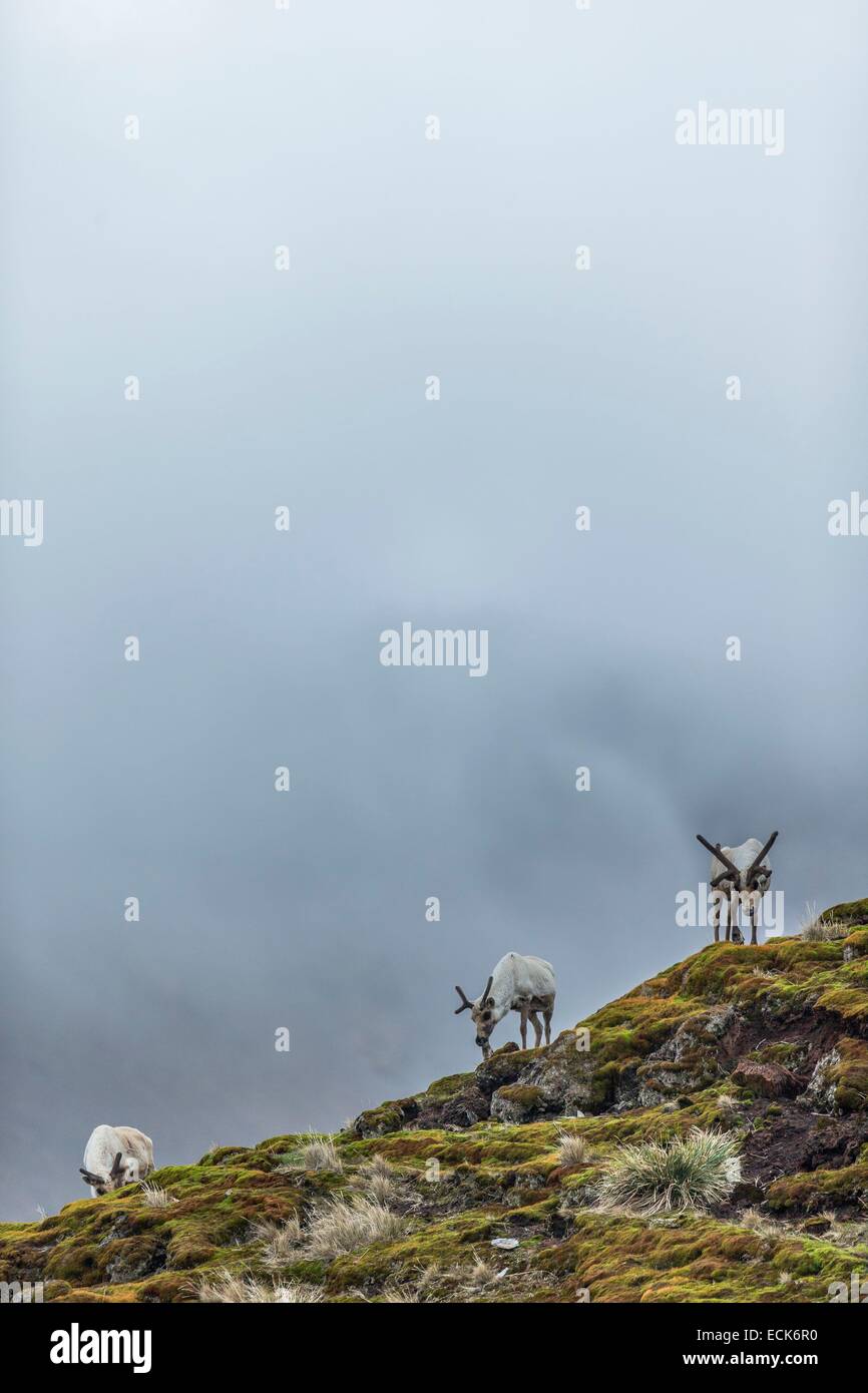 South Atlantic Ocean, South Georgia Island, reindeer (Rangifer tarandus ...