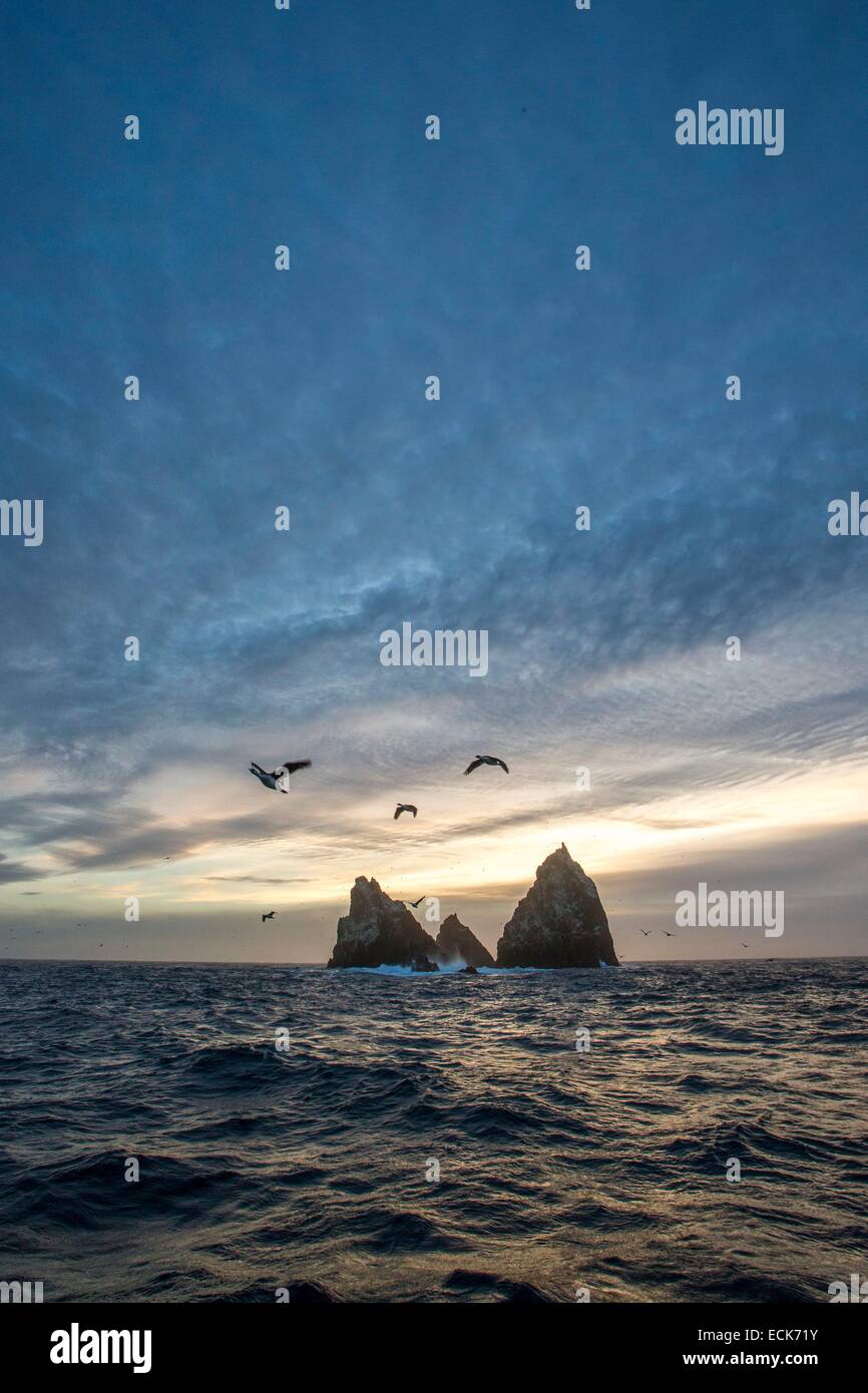 South Atlantic Ocean, South Georgia Island, Georgia cormorant ...