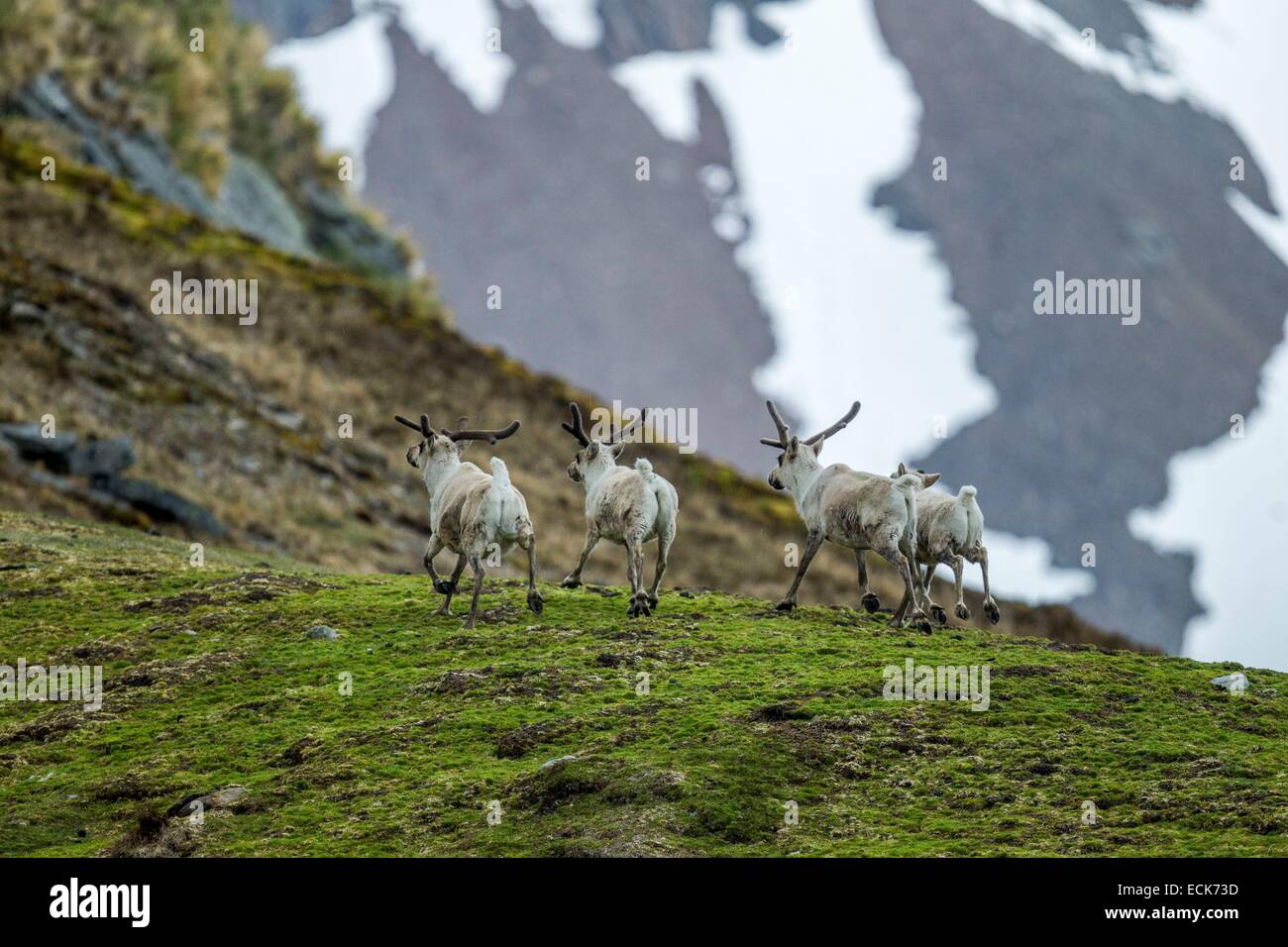 South Atlantic Ocean, South Georgia Island, reindeer (Rangifer tarandus ...