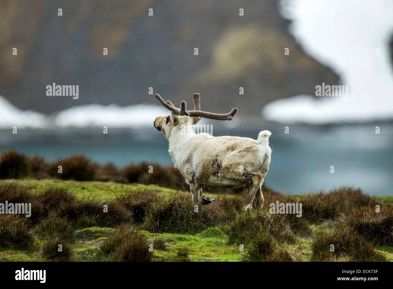 South Atlantic Ocean, South Georgia Island, reindeer (Rangifer tarandus ...