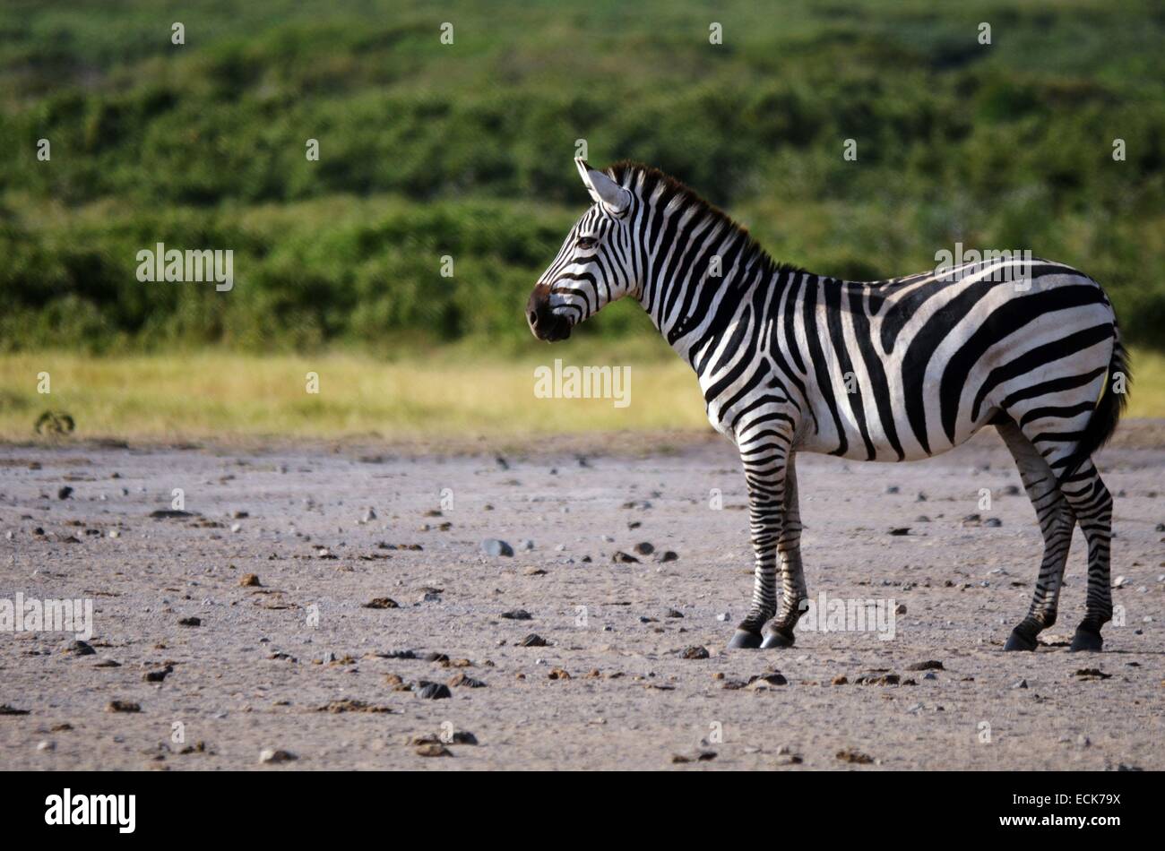Kenya, Amboseli National Park, lonely Grant's zebra (Equus burchelli ...