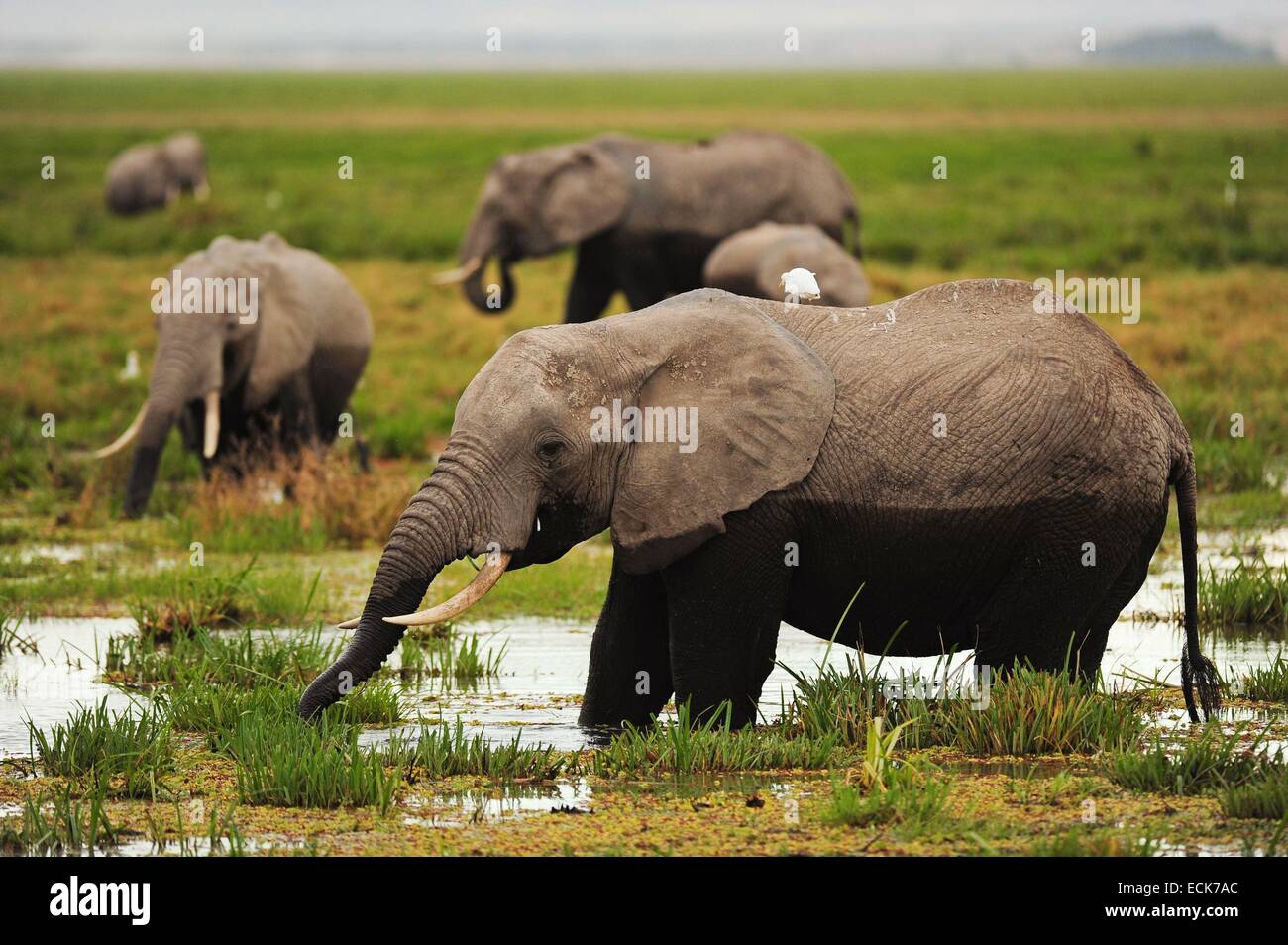Kenya, Amboseli National Park, elephants (Loxodonta africana) in wet ...