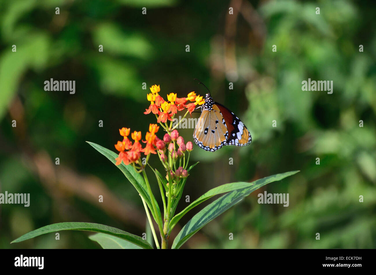 A butterfly resting on a flower, Pune, Maharashtra, India Stock Photo ...