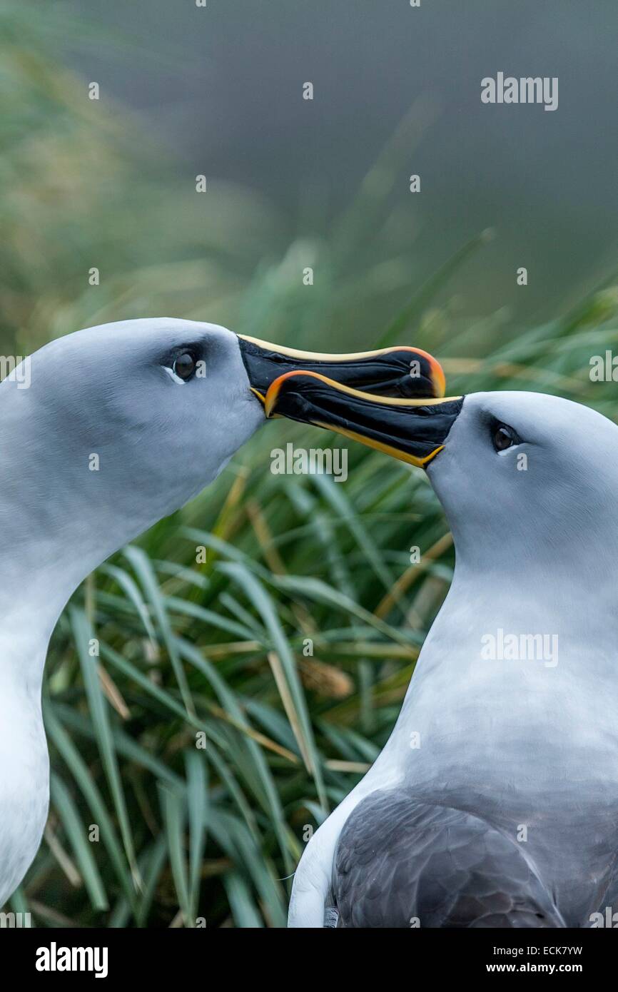South Atlantic Ocean, South Georgia Island, grey-headed albatross ...