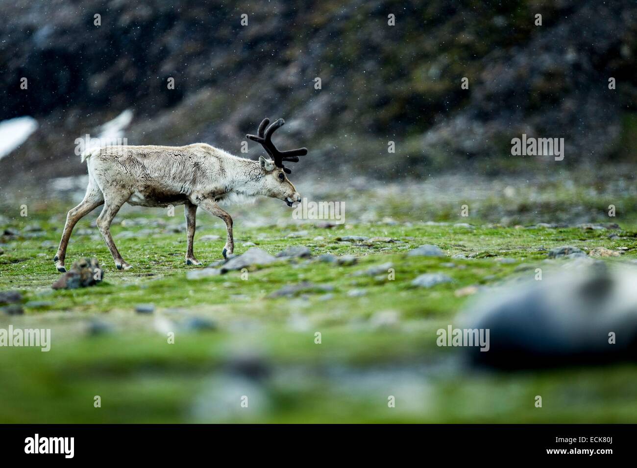 South Atlantic Ocean, South Georgia Island, reindeer (Rangifer tarandus ...