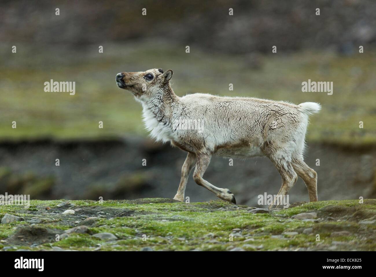 South Atlantic Ocean, South Georgia Island, reindeer (Rangifer tarandus ...