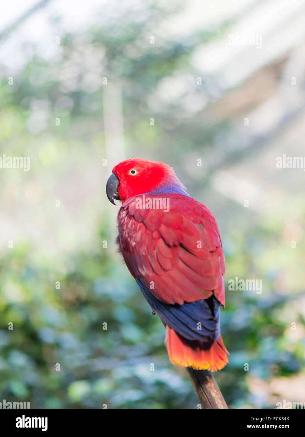 eclectic parrot, eclectus roratus hung on a stick Stock Photo - Alamy