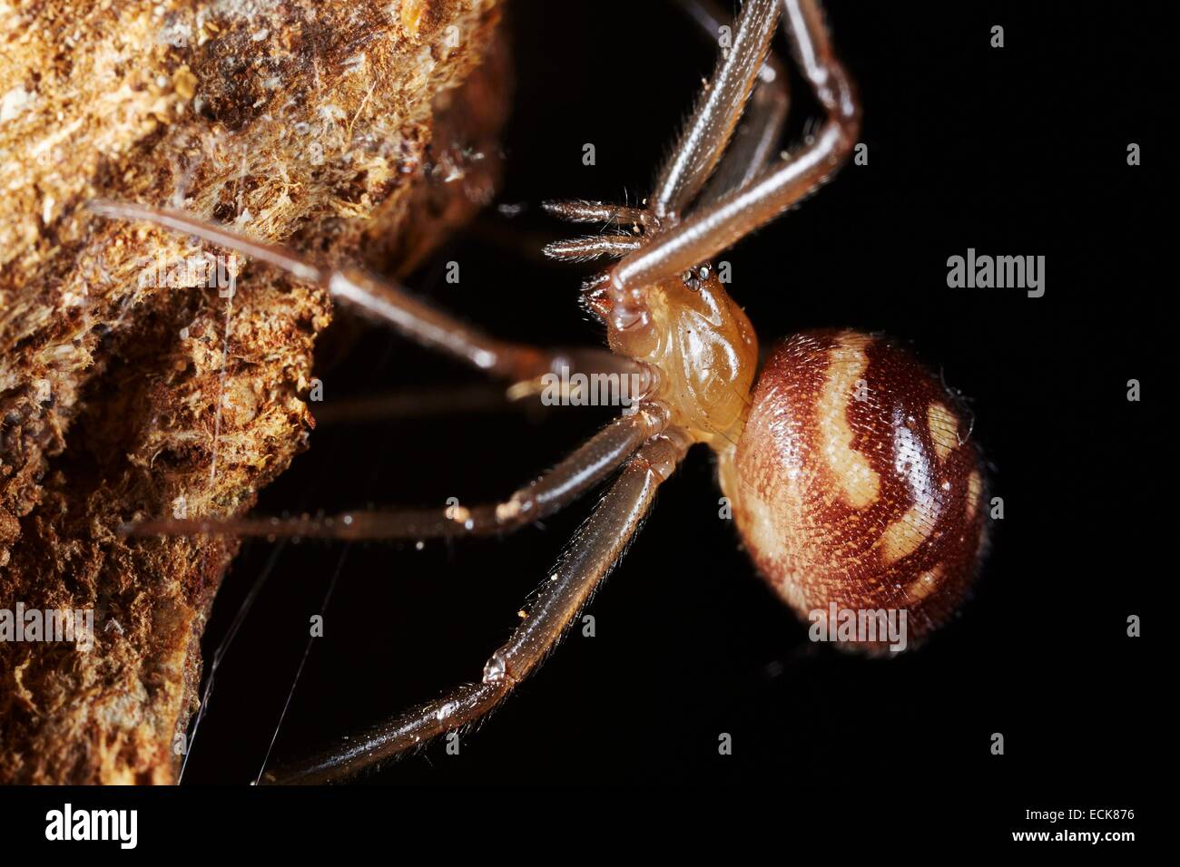Dark comb footed spider hi-res stock photography and images - Alamy
