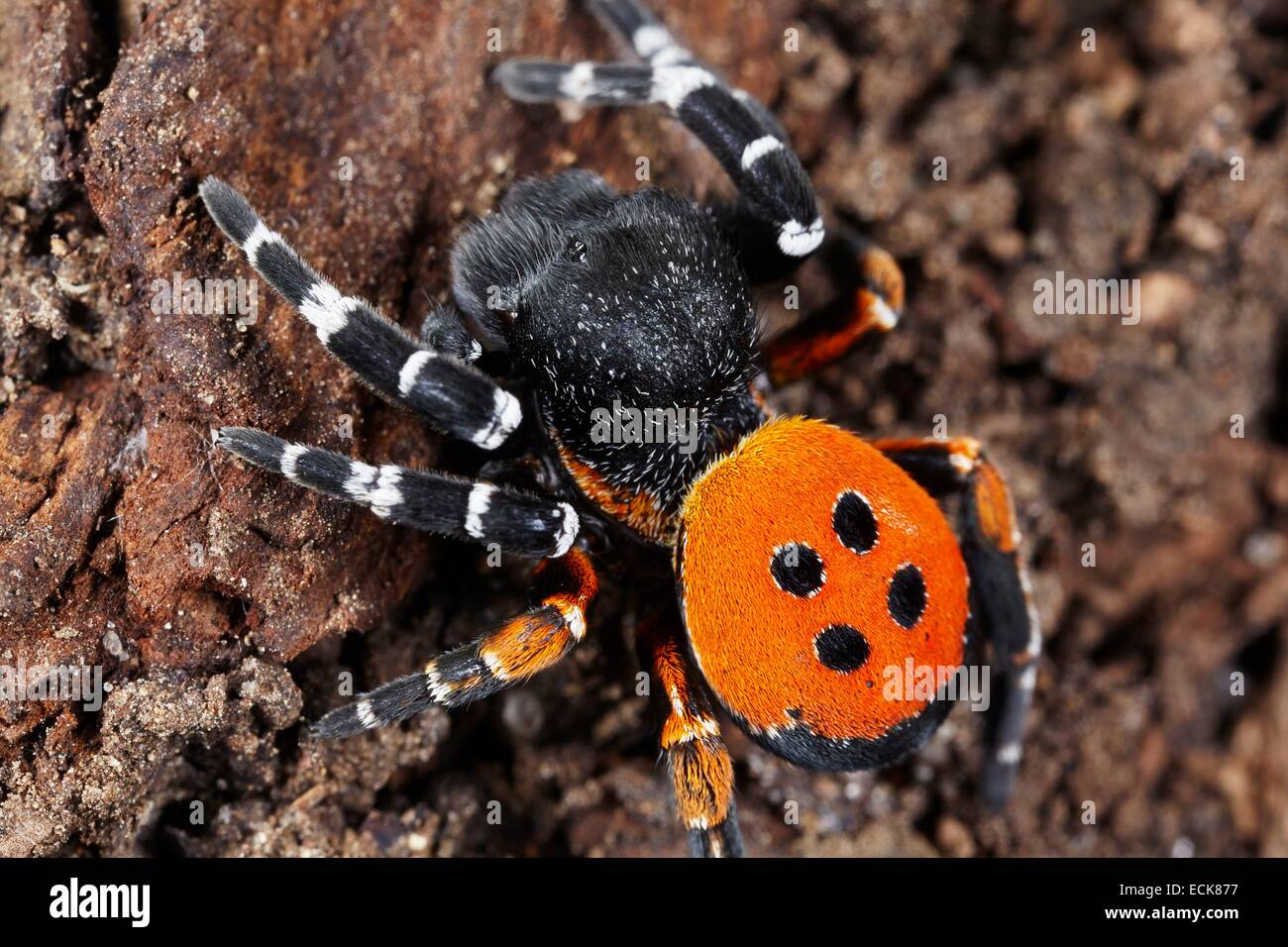 France, Indre, Araneae, Eresidae, Ladybird Spider (Eresus kollari ...