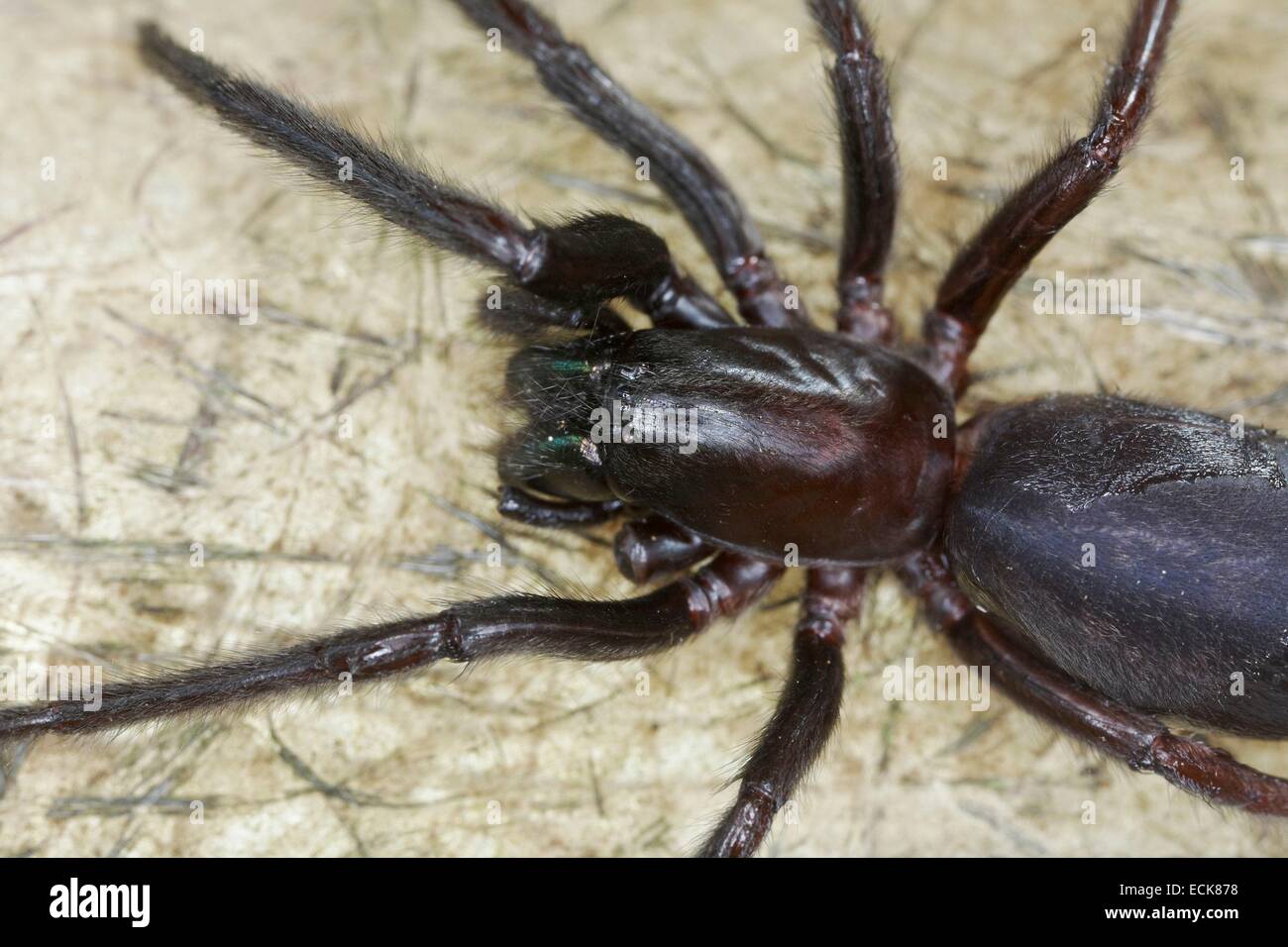 France, Araneae, Segestriidae, Tube web spider or Cellar spider ...