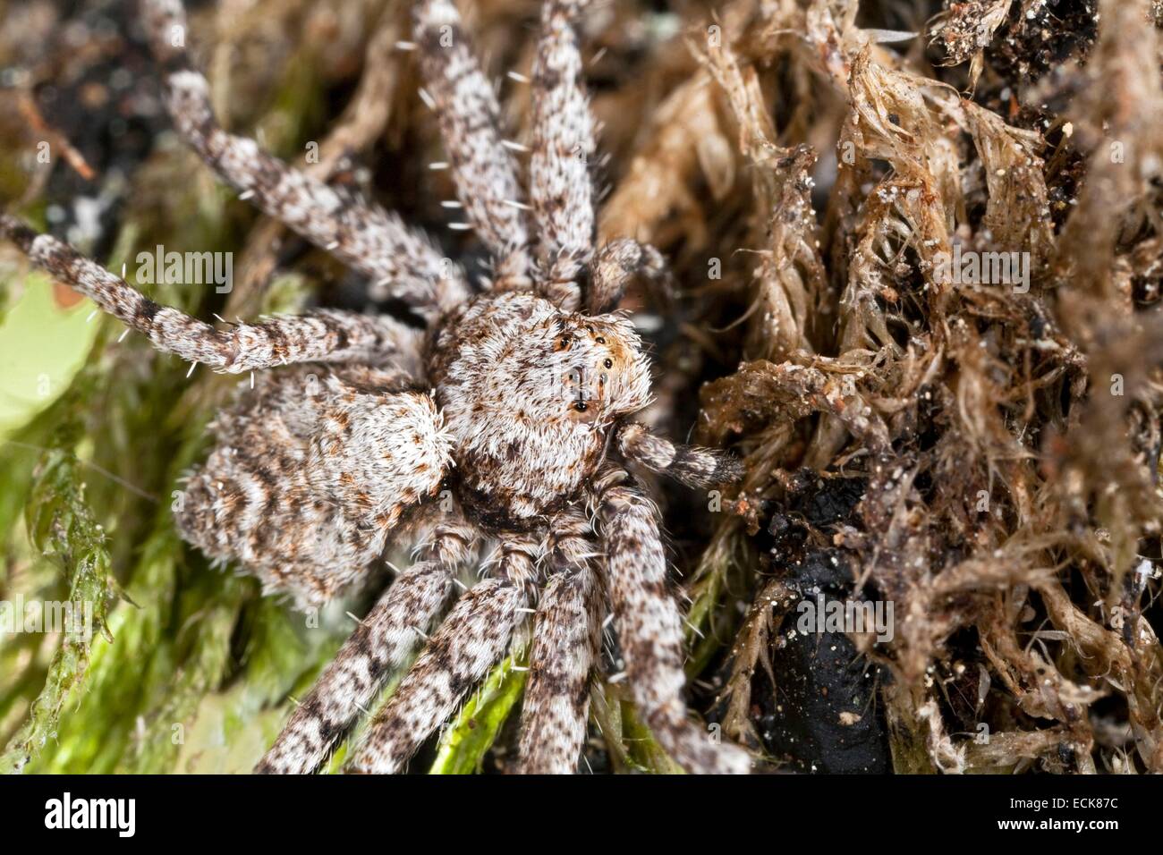 France, Araneae, Philodromidae, Lichen Running Spider (Philodromus ...