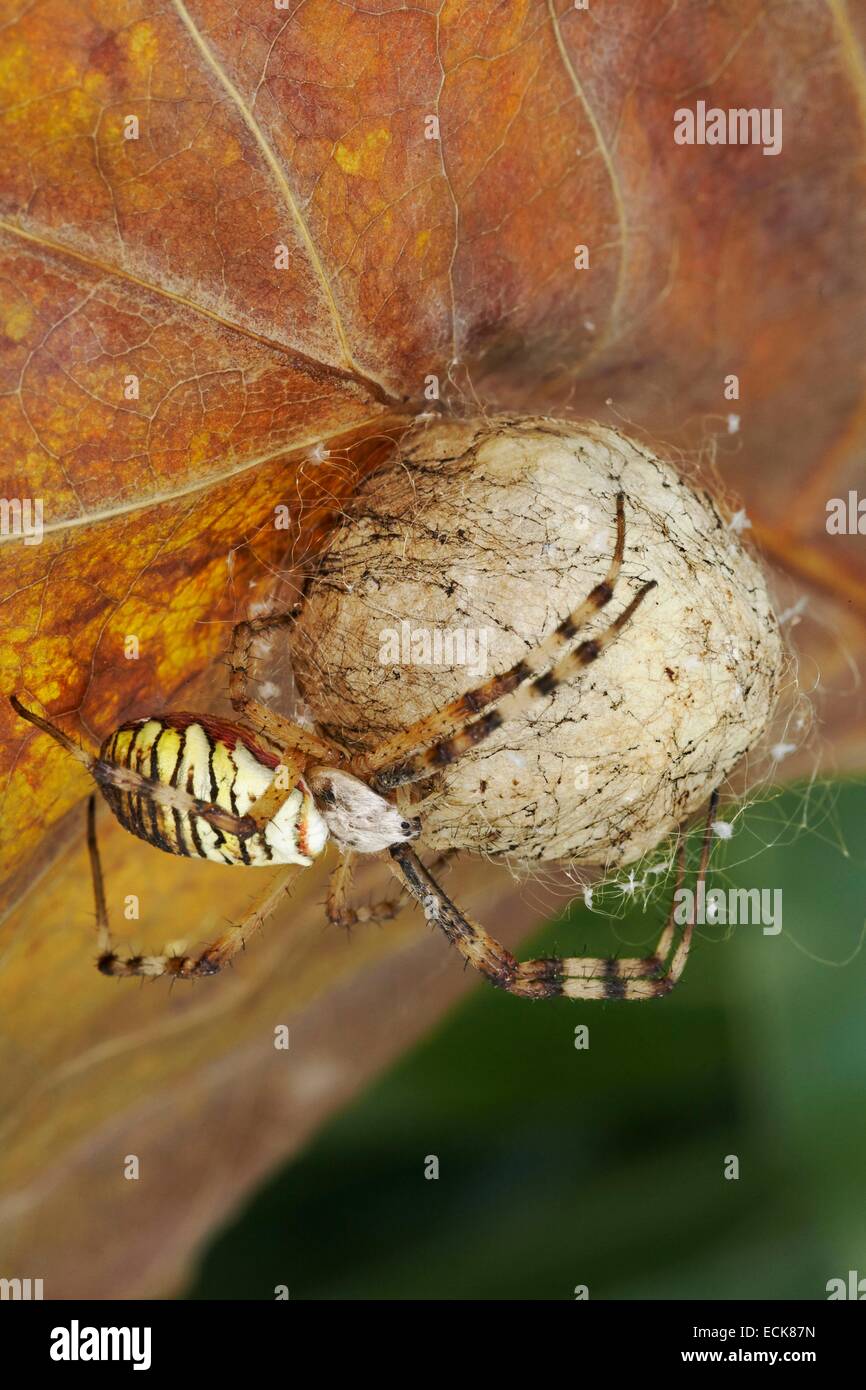 Spider cocoon hi-res stock photography and images - Alamy