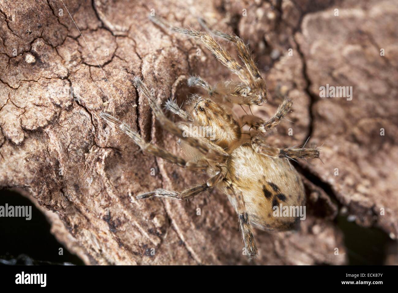France, Araneae, Anyphaenidae, Buzzing spider (Anyphaena accentuata ...