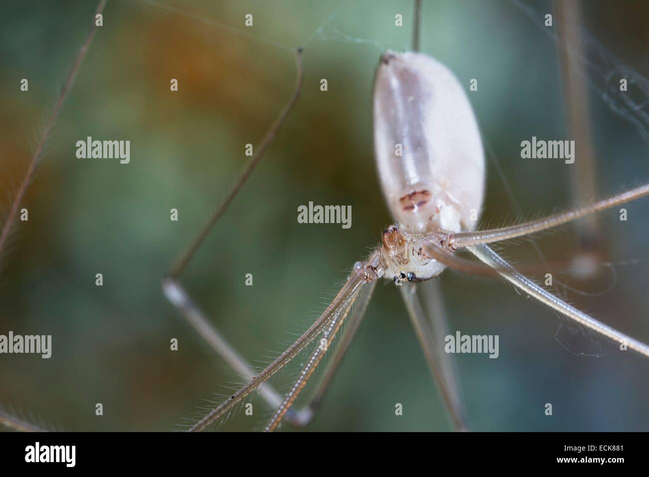 France, Morbihan, Araneae, Pholcidae, Cellar spider or Skull spider ...