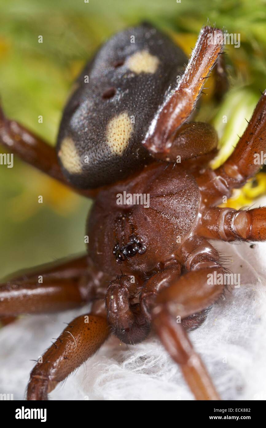 France, Corsica, Araneae, Oecobiidae, Disc web spider (Uroctea durandi ...
