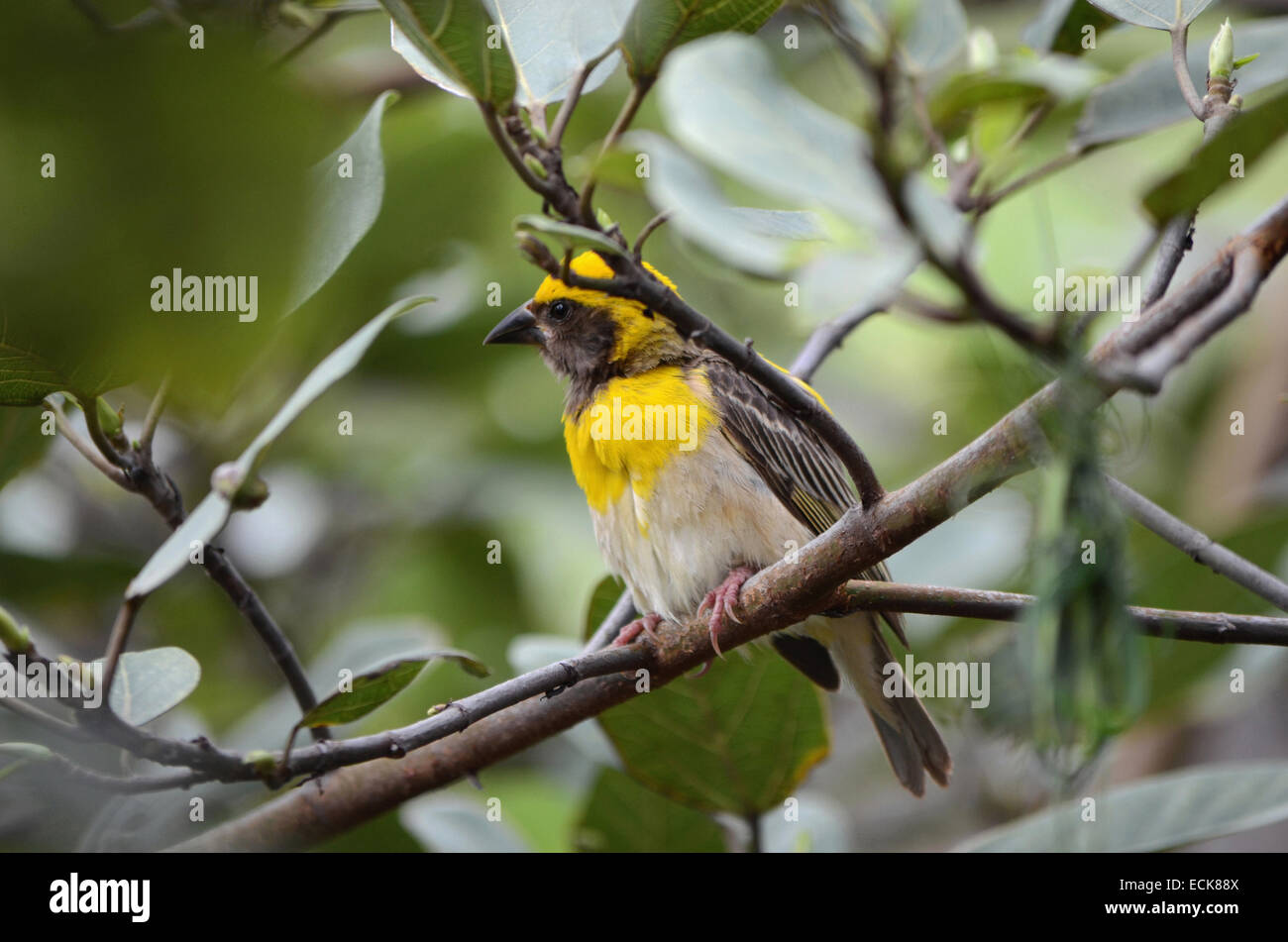 Baya weaver, Ploceus philippinus bird building a nest, Maharashtra ...