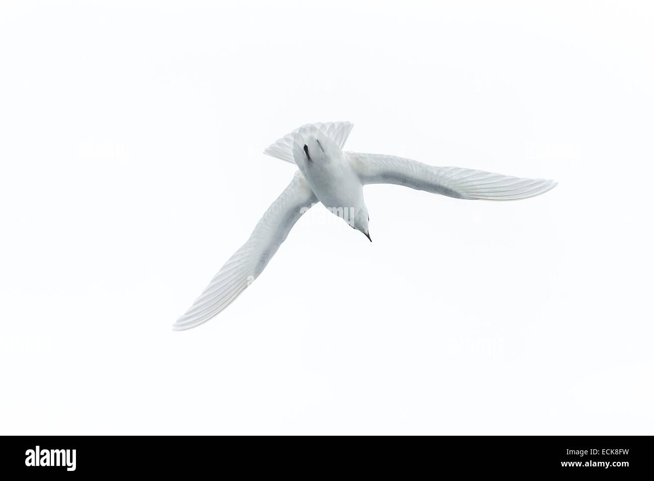 South Atlantic Ocean, South Georgia Island, snow petrel (Pagodroma ...